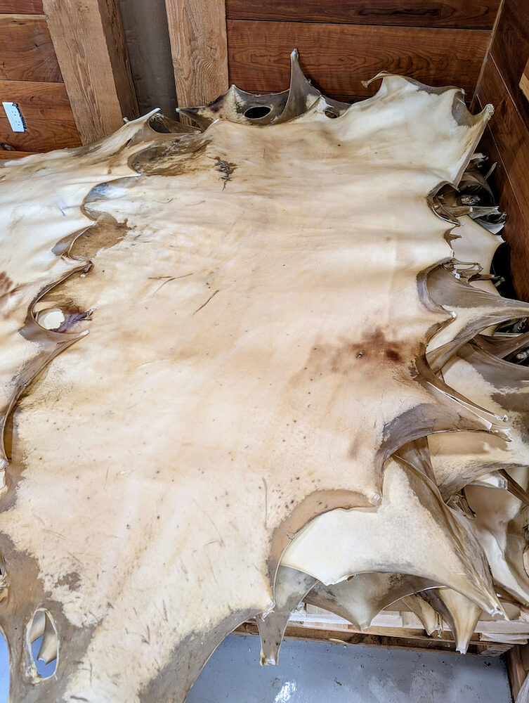 White Tail Deer Rawhide - Tribal Spirit